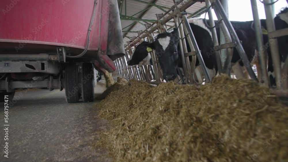 automated process of feeding cattle, modern harvester delivers compound ...