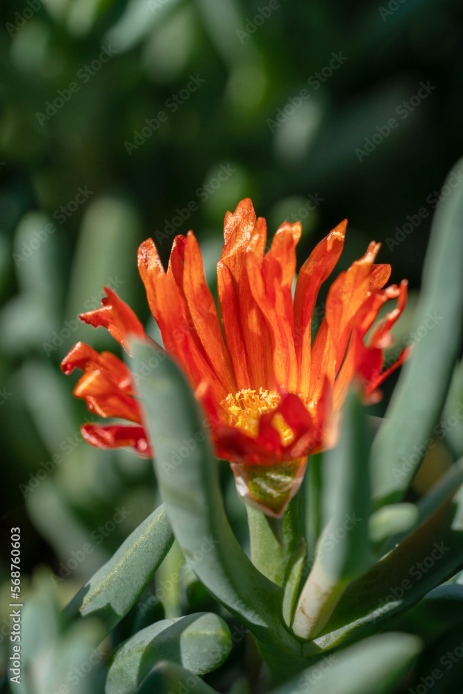 Red Finger Vygie (Malephora purpureo-crocea, Malephora purpureo crocea ...