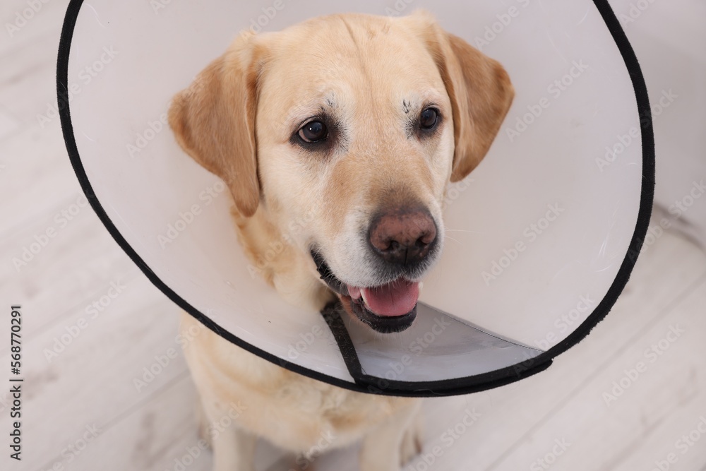 Are Labrador Retrievers Protective
