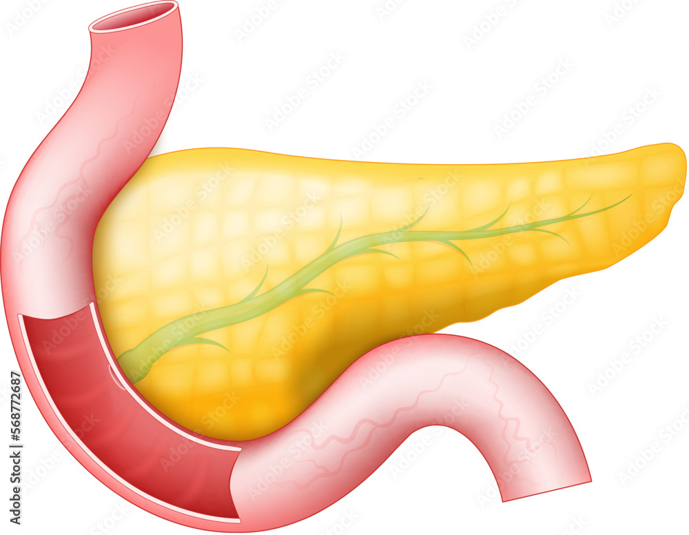 Pancreas with pancreatic duct, Duodenum, and Small Intestine on a white ...
