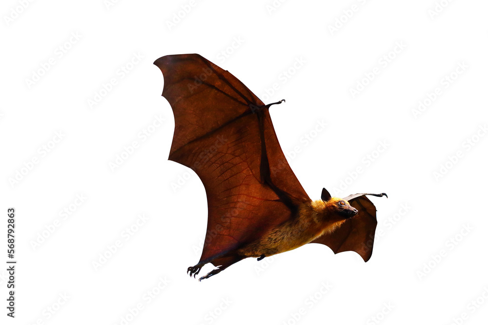 Bat flying isolated on transparent background. "Lyle's flying fox ...