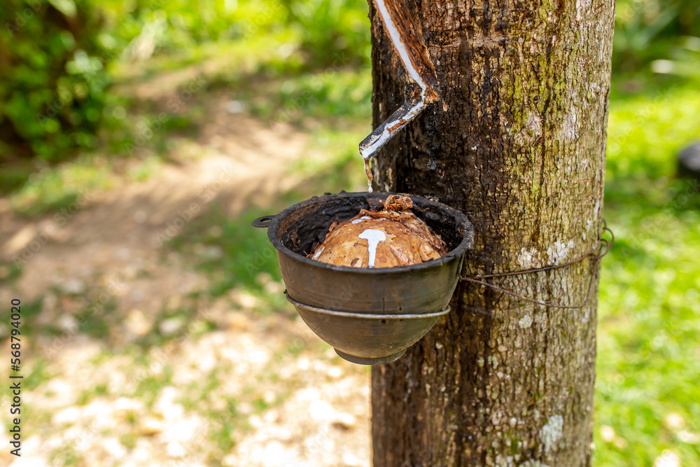 Milky latex extracted from the rubber tree Hevea Brasiliensis as a ...