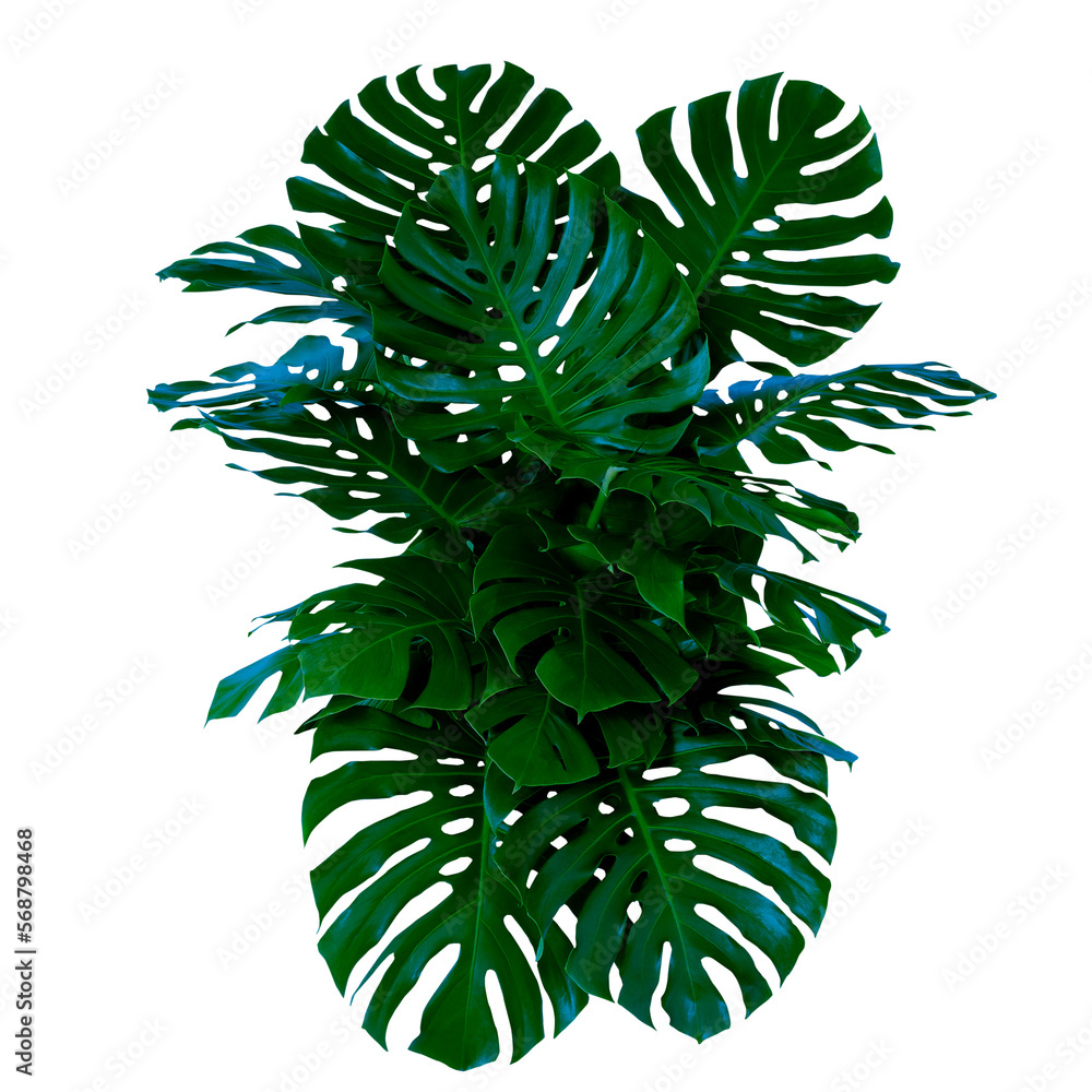Plant leaves Green nature Tropical forest isolated on transparent ...