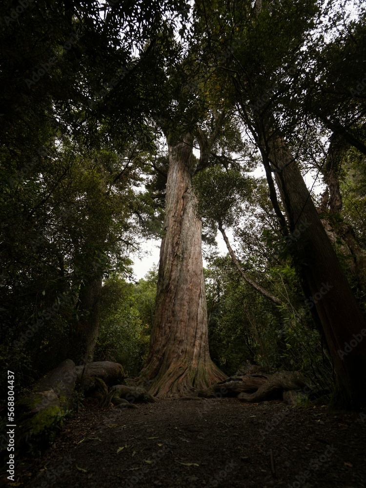 Massive ancient native endemic Podocarpus Totara tree trunk at The Big ...