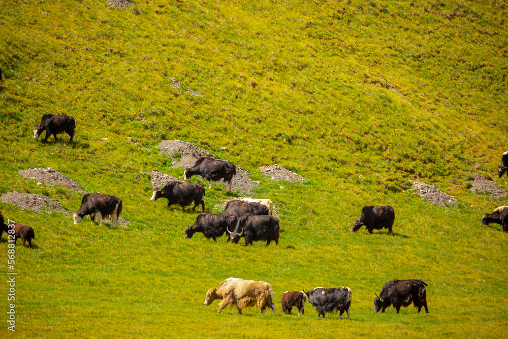 A herd of yaks graze in the mountains. Himalayan big yak in a beautiful ...