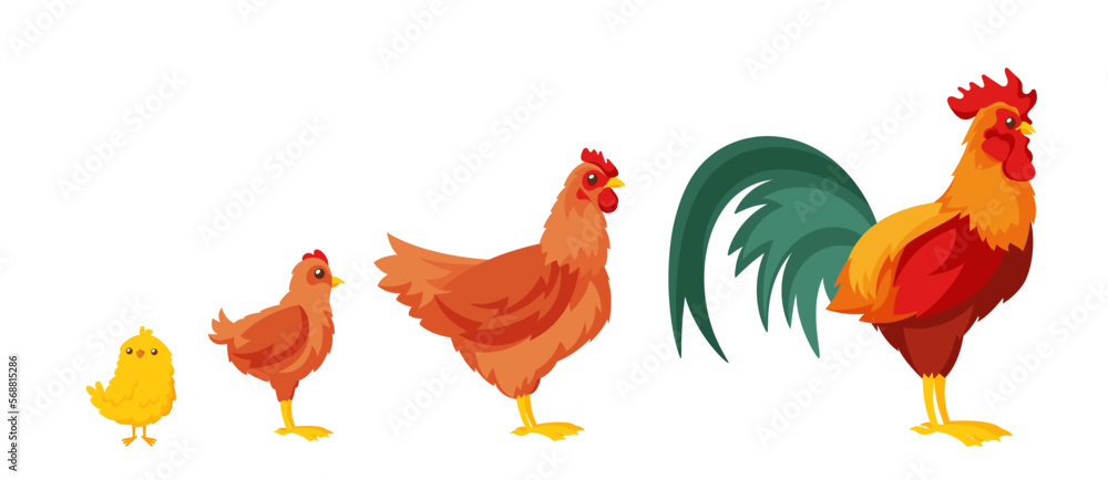 Chick, Young Chicken, Hen and Rooster Stages of Growth of Poultry Icons ...