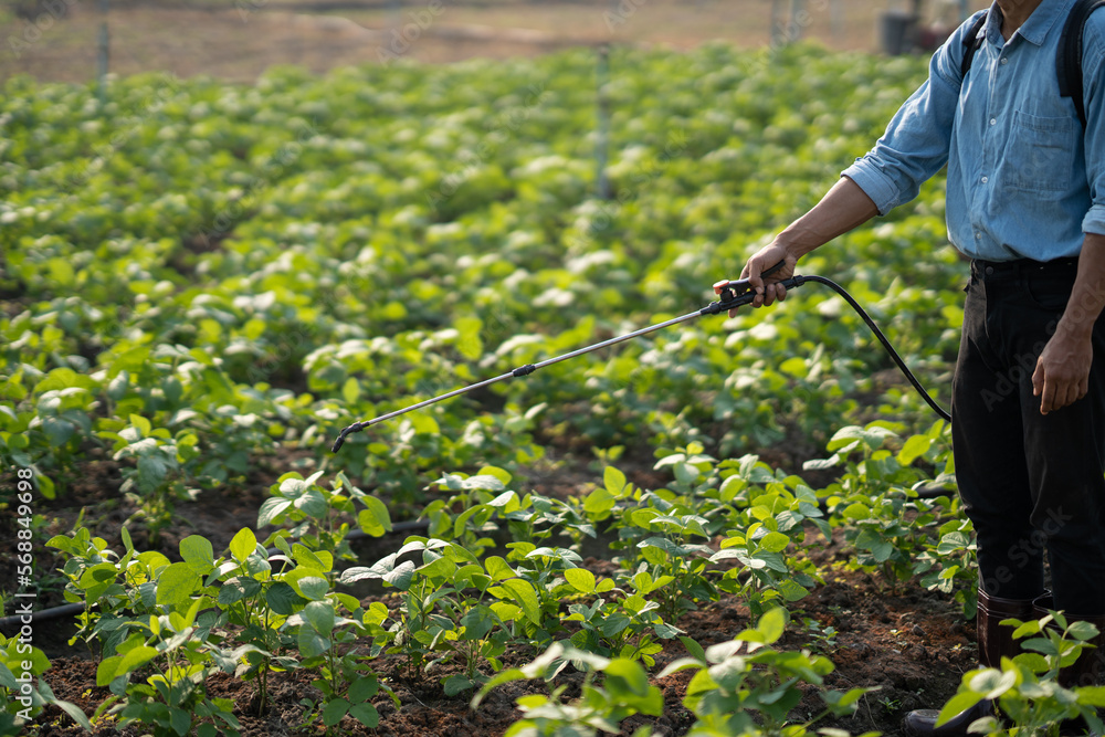 Farmer spray pesticides. Farmworker spray pesticide insecticide on ...