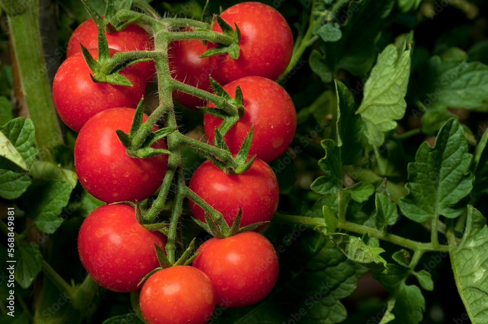 Ramo di pomodori ciliegini maturi ancora attaccati alla pianta nell ...