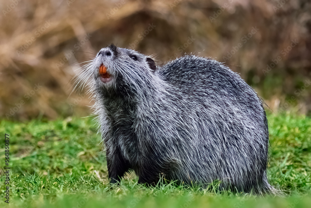 Nutria Teeth