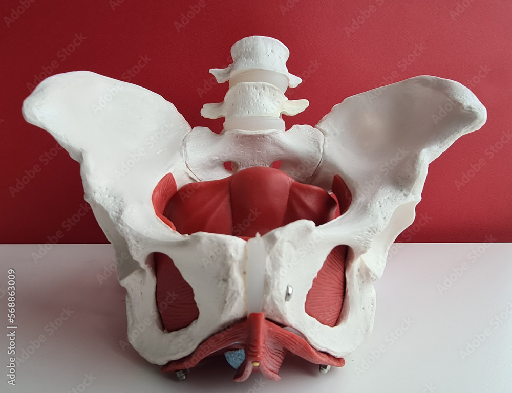 Pelvic injuries and complications of pelvic fractures Stock Photo ...