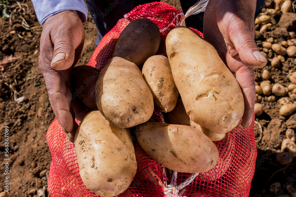 Cosecha de papas orgánicas en manos de productor agrícola en los campos ...