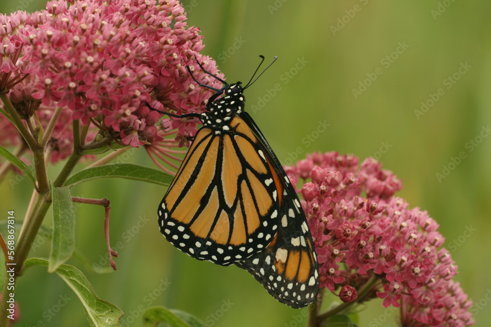 monarch butterfly (Danaus plexippus) on swamp milkweed flower ...
