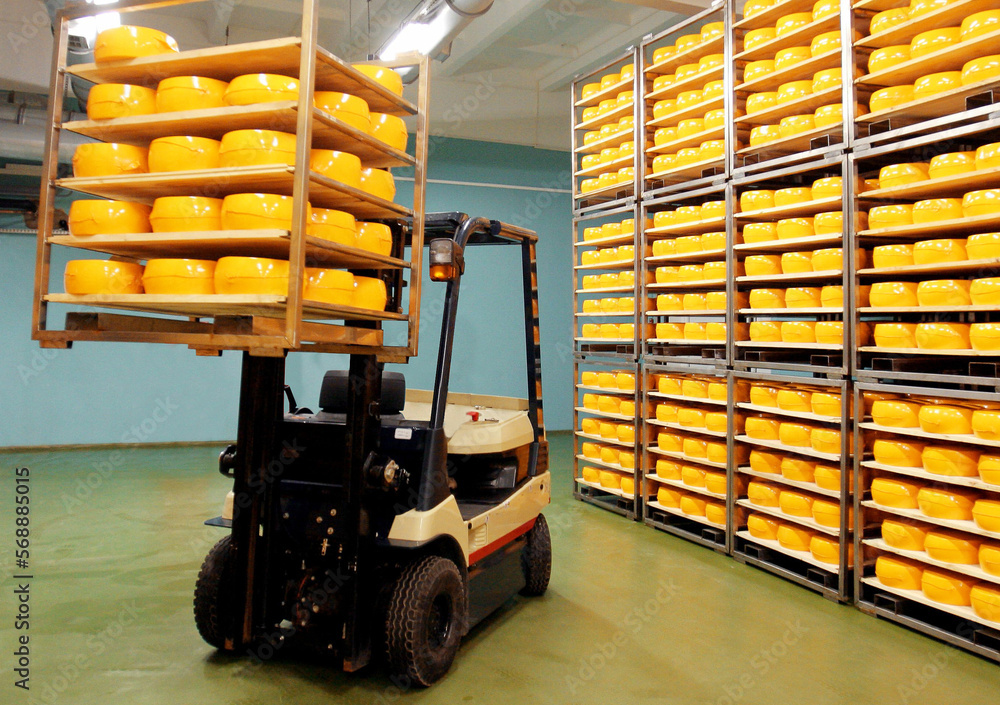 Cheese wheels loaded on a forklift. Factory maturation room for aging ...