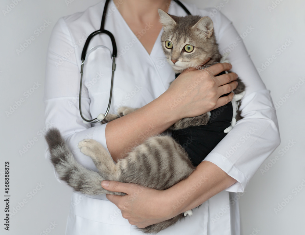 Poster Pet after cavitary operation, castration, sterilization – Wall ...