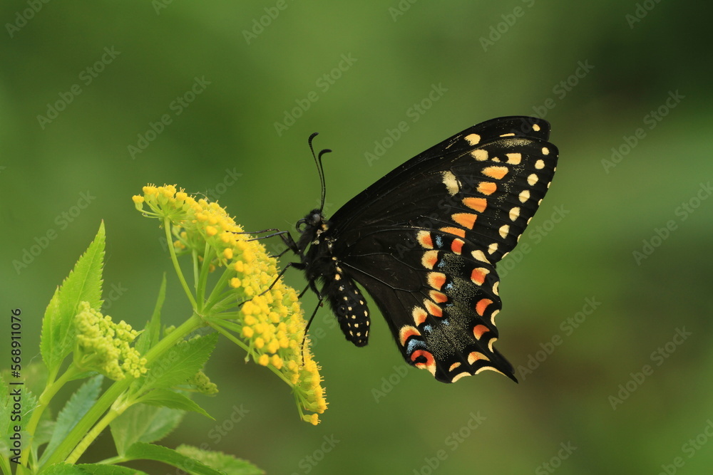 Short tailed swallowtail butterfly (papilio brevicauda) on Golden ...