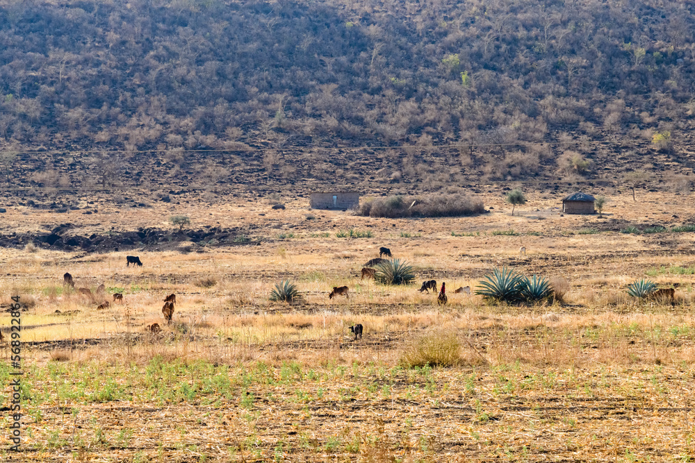 Zebu cows grazing near the Maasai people village in Tanzania. African ...