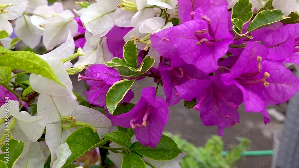White and Violet Bougainville or Bunga kertas or bugenvil or ...