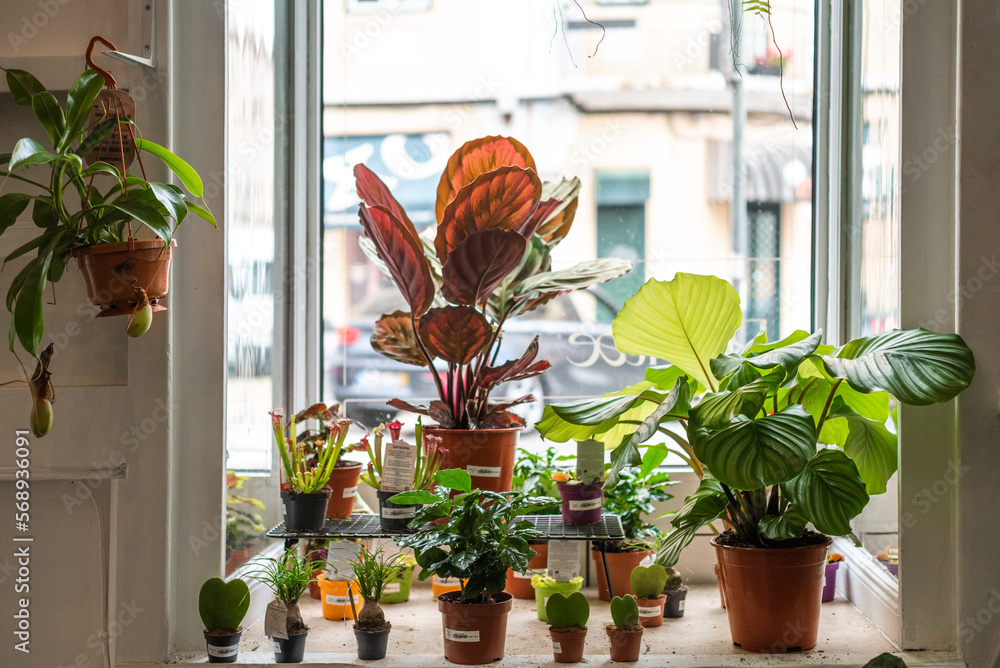 Retail plant shop window from inside Stock Photo | Adobe Stock