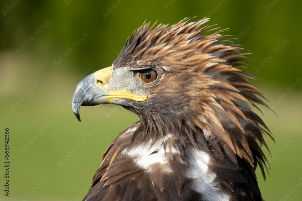 Foto de majestic Golden Eagle, Aquila chrysaetos orzeł przedni do Stock ...