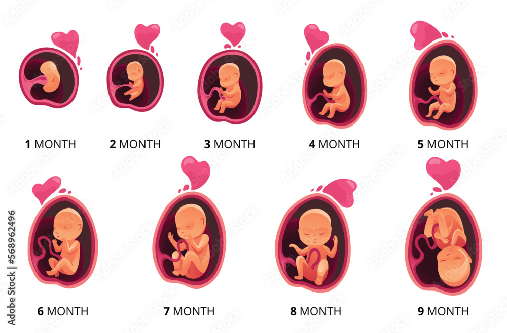 Poster Embryo month stage growth, fetal development vector flat ...