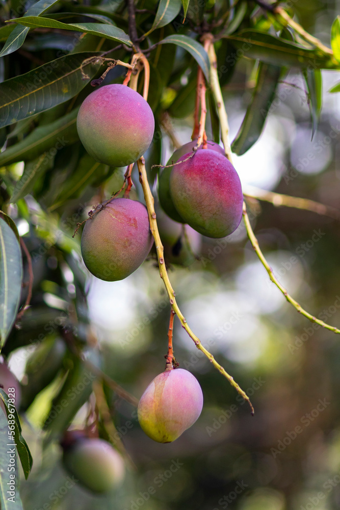 Ripe Mango Fruit bunch Tree in Jungle nature in Costa Rican rainforest ...