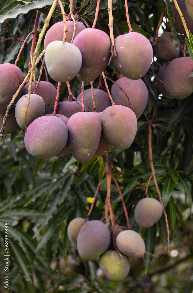 Ripe Mango Fruit bunch Tree agriculture Jungle nature in Costa Rica ...