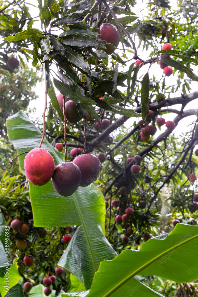 Delicious Mango Fruit bunch Tree in Jungle nature in Costa Rica Stock ...