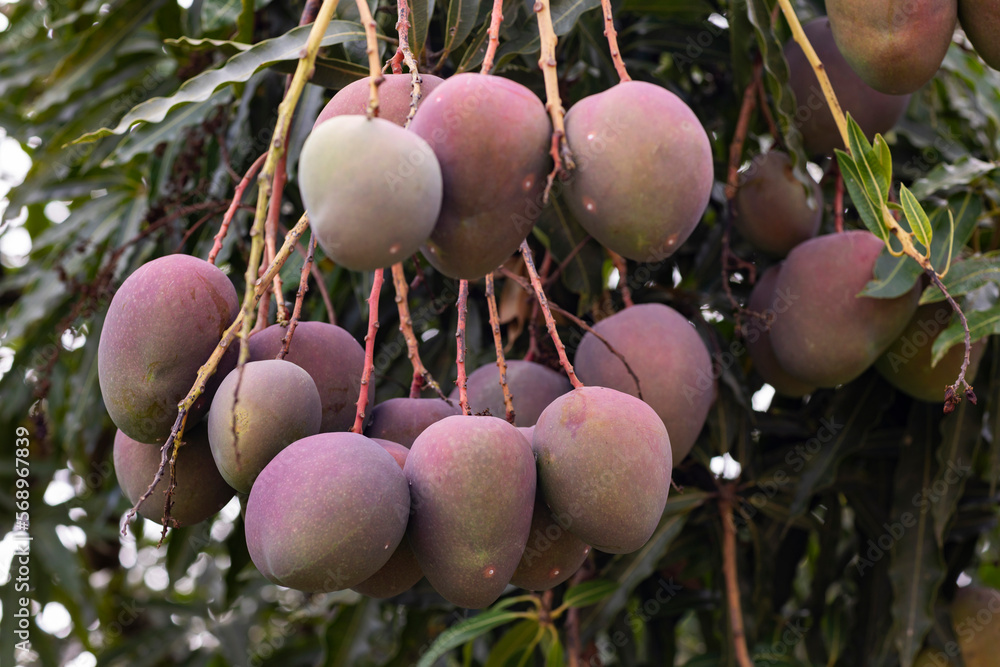 Ripe Mango grove Fruit bunch Tree in Jungle nature in Costa Rica Stock ...