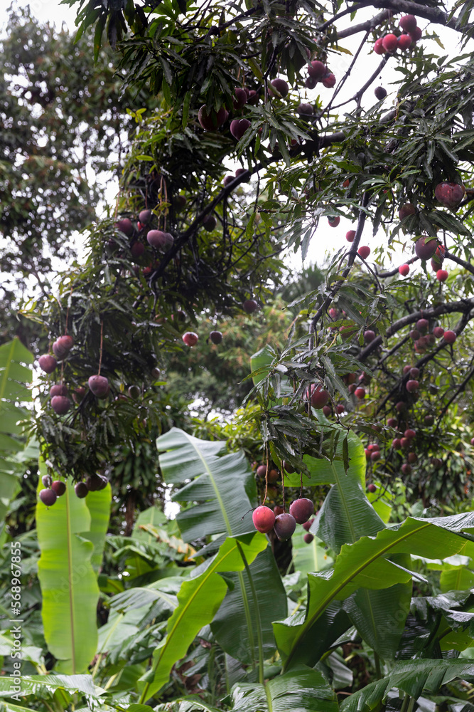 Ripe Mango Fruit bunch Tree in Jungle tropical nature in Costa Rica ...