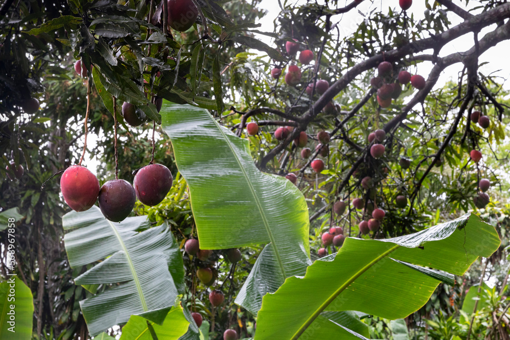 Ripe Mango Fruit bunch Tree in Jungle nature in Costa Rica with leaf ...