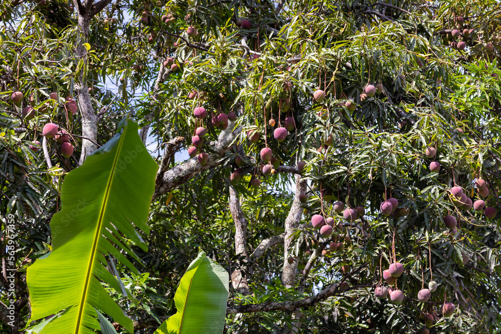 Ripe abundant Mango Fruit bunch Tree in Jungle nature in Costa Rica ...