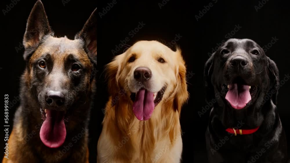 Dog face close up portrait collage, happy dogs portraits multi camera ...