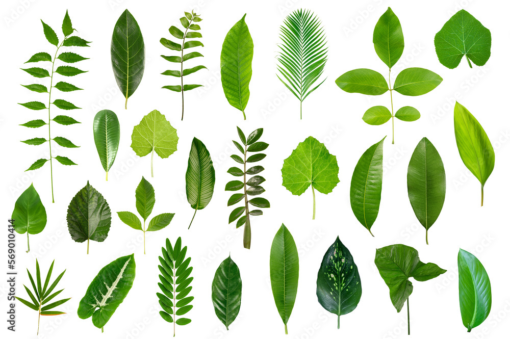 collection of green leaves isolated on white background. Stock Photo ...