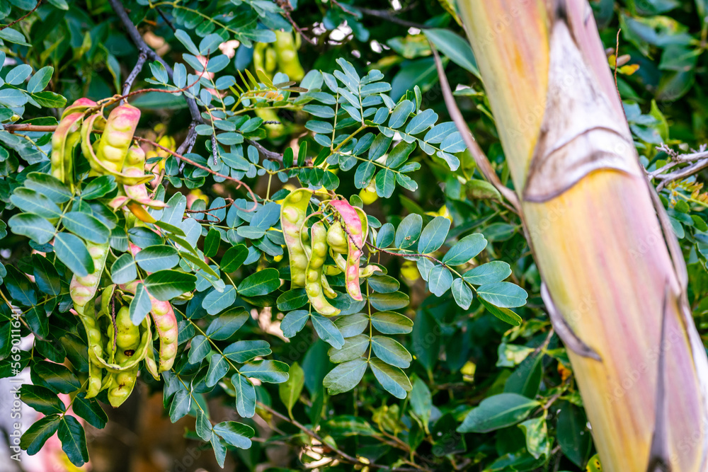 Caesalpinia spinosa pertenece a la familia Fabaceae. Stock Photo ...