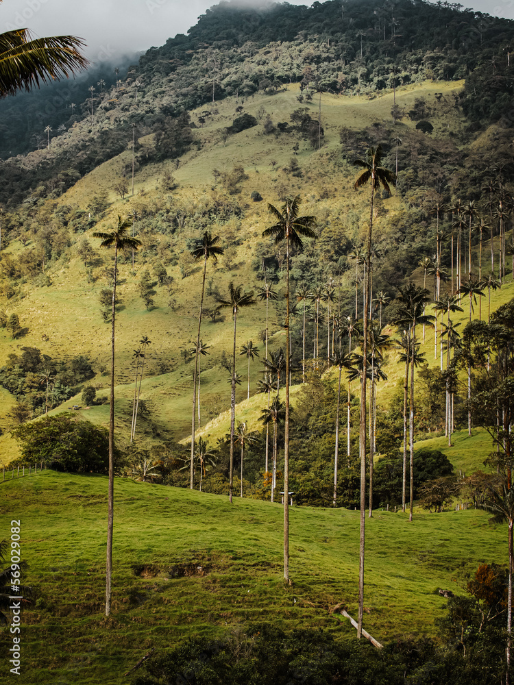 World's Tallest Palm Tree Forest - Los Nevados National Natural Park ...