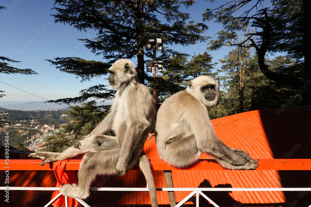 Indian Monkeys langurs near Hanuman Jakhu Statue in Jakhu Temple Shimla ...