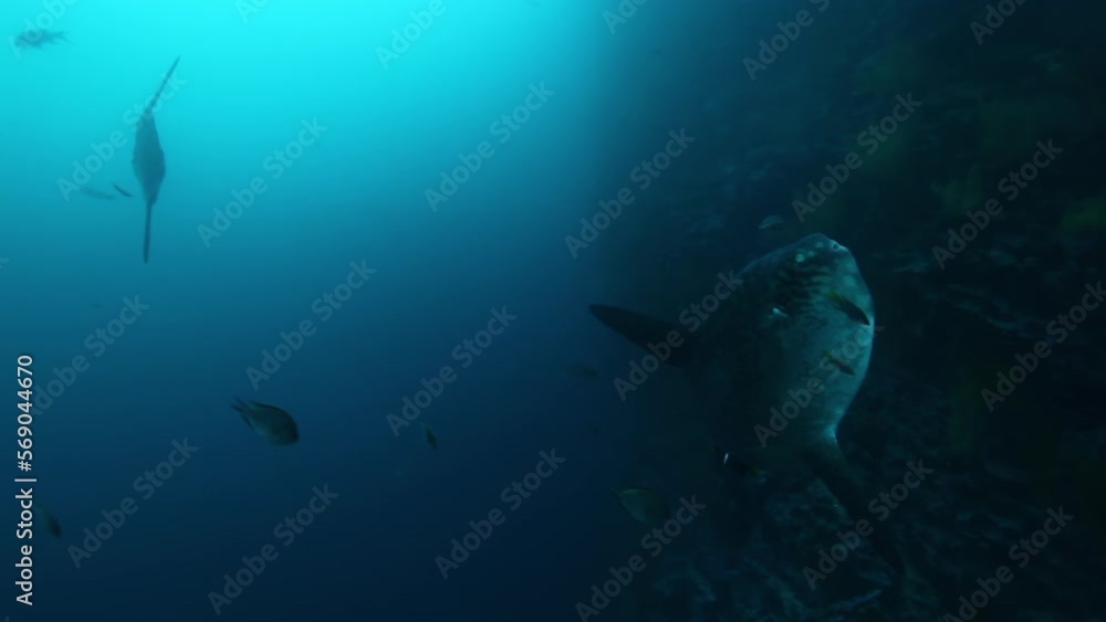 Mola mola fish in underwater marine life of Pacific Ocean. Amazing ...