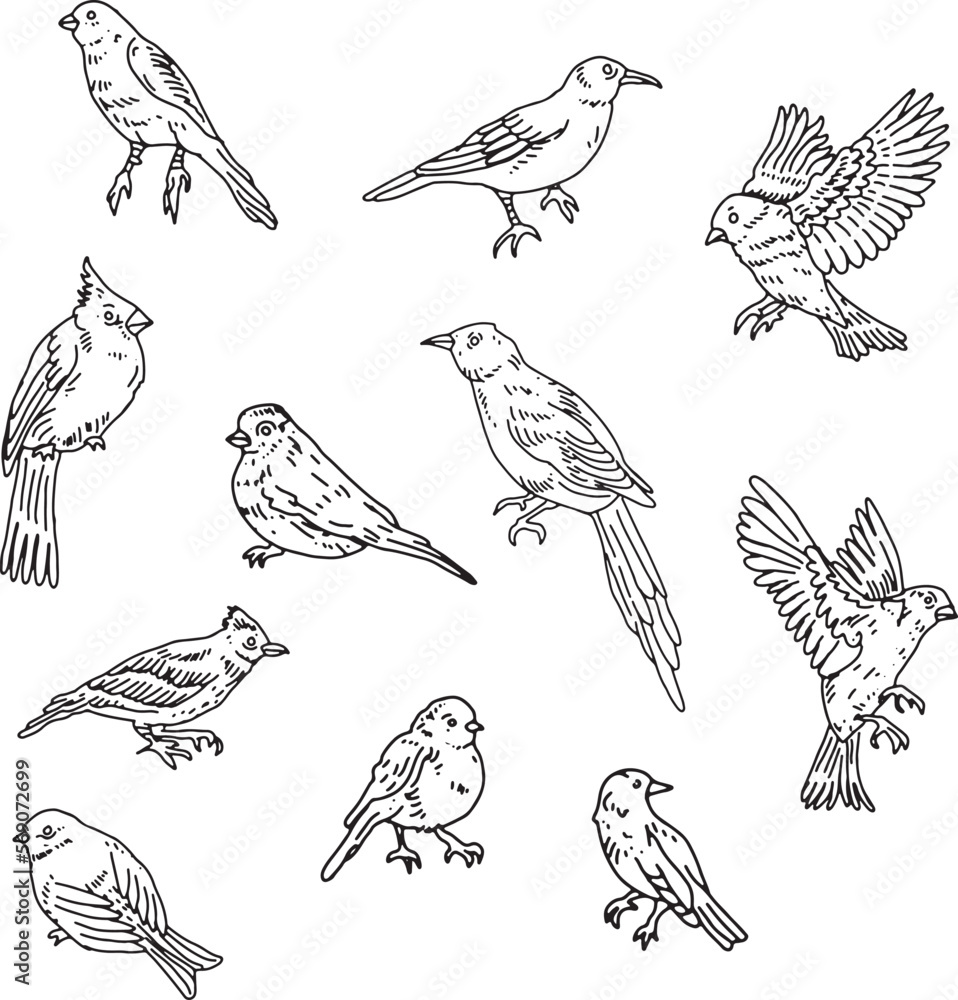 pack of outline birds vector illustration isolated in white background ...