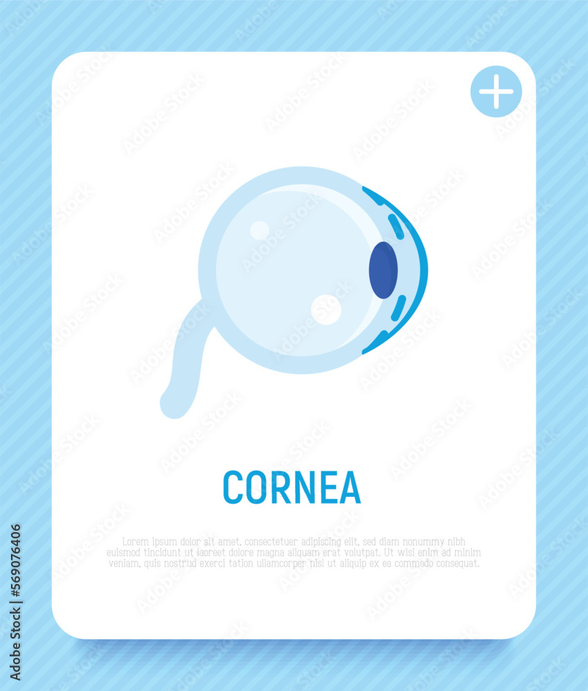 Cornea flat icon. Structure of human eye. Ophthalmology. Vector ...