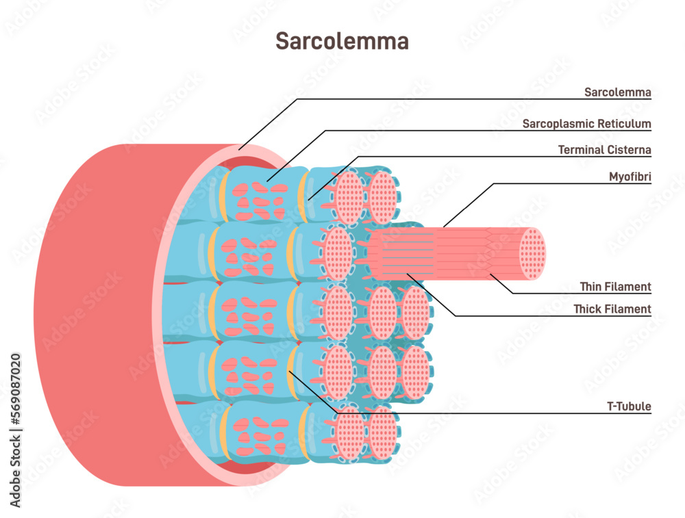 Sarcolemma, structure of muscle fiber. Educational closeup anatomical ...