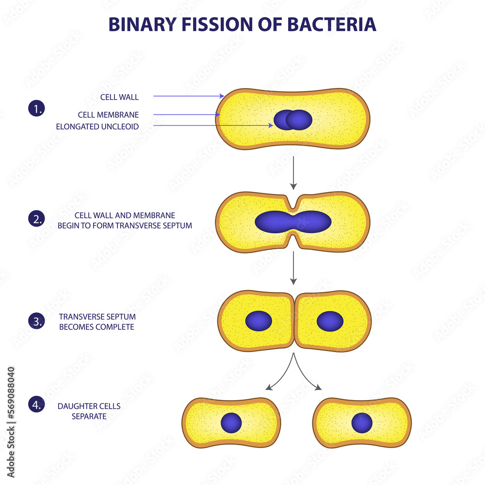 Binary fission process of bacteria vector illustration diagram Stock ...