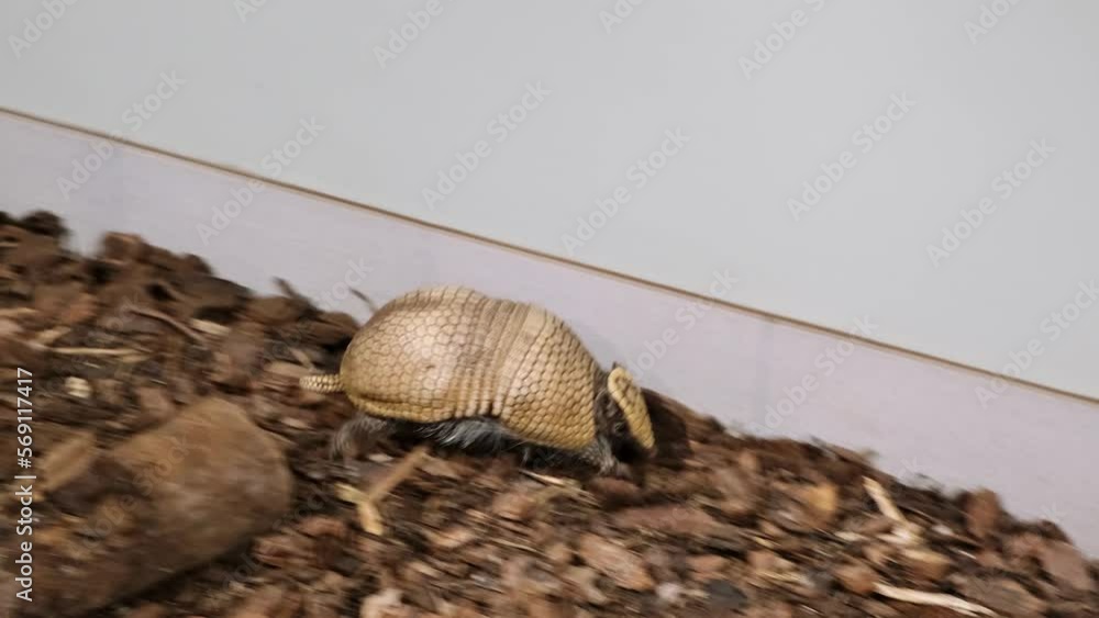 Three-banded armadillo is running by allocated in zoo territory. Funny ...