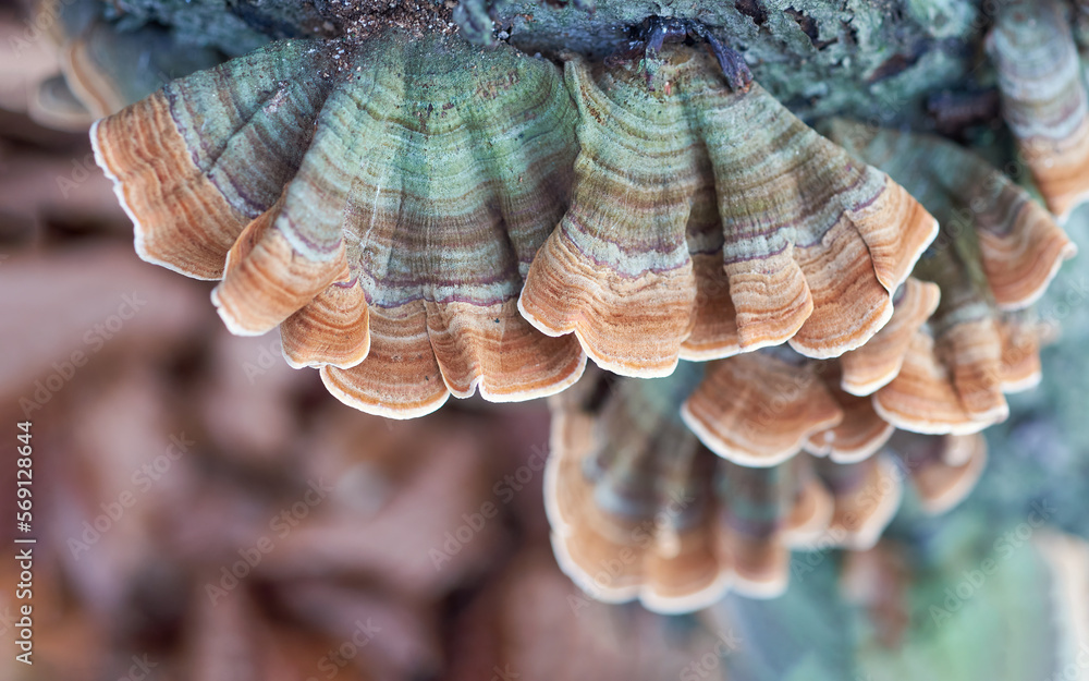 Trametes versicolor (Coriolus versicolor, Polyporus versicolor ...