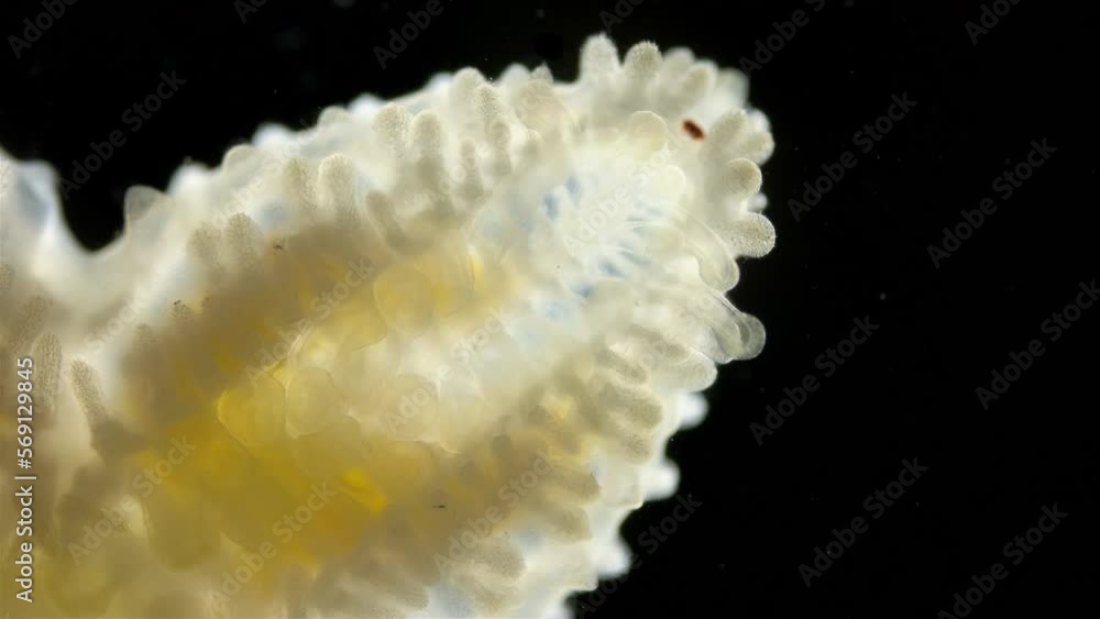 Starfish beam Asteroidea under a microscope, type Echinodermata ...