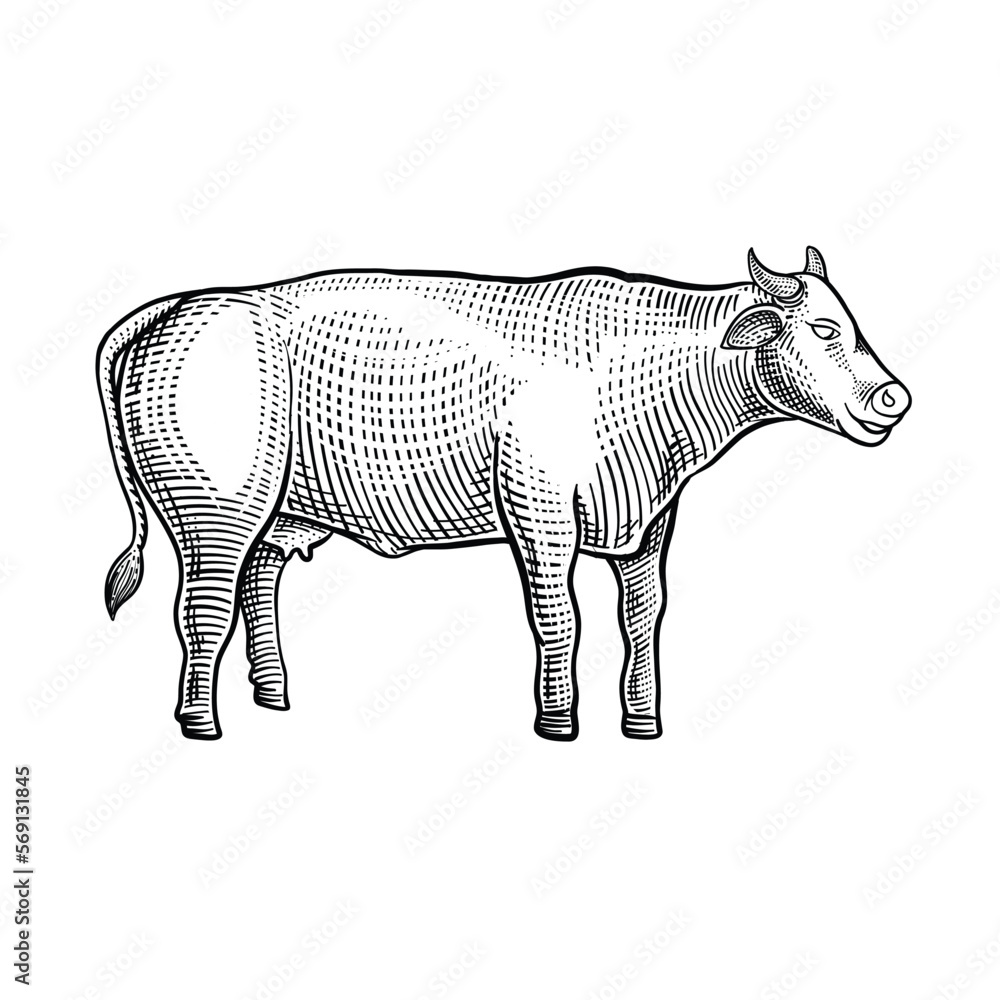 Cow beef hand draw vintage engraving style black and white isolated on ...