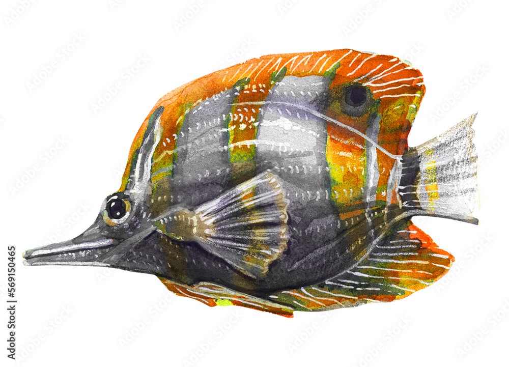 Yellow helmon fish Watercolor drawing of sea creatures isolated on ...