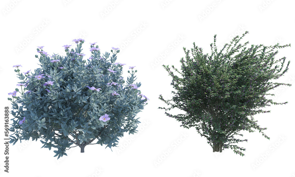 Poster Gray-Leaved Cistus Glossy Abelia shrub set alpha channel png ...