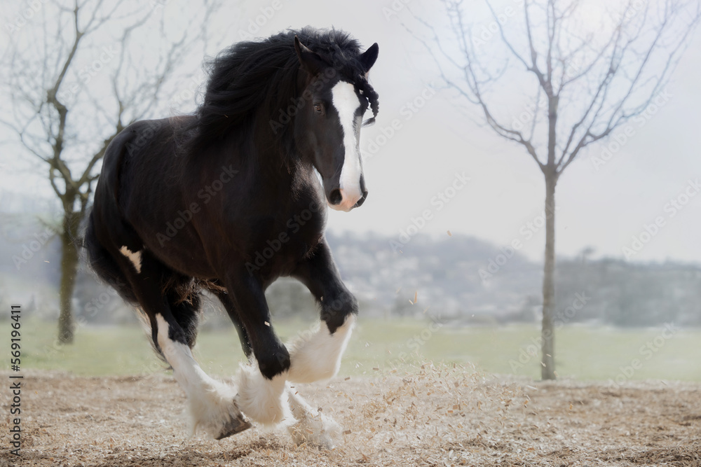 Black Shire Horses Running