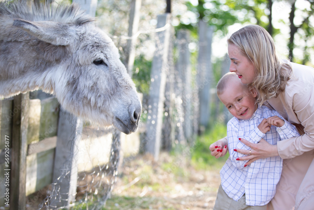 Mom with a little son feeds a donkey, while the child is scared and ...