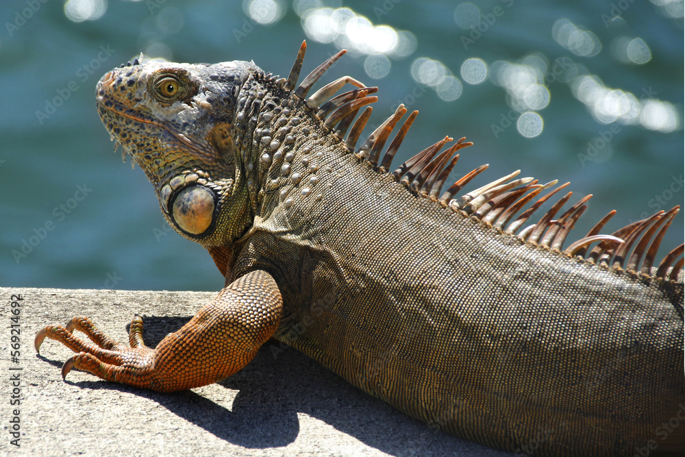 Iguanas are a genus of lizards that live in the tropics of Central ...